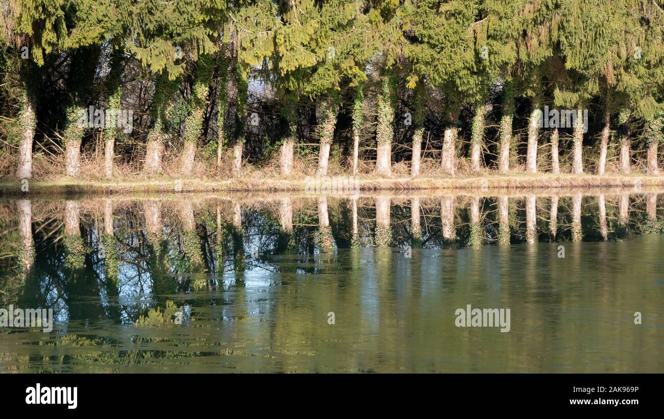 A row of conifers by the pond Stock Photo - Alamy
