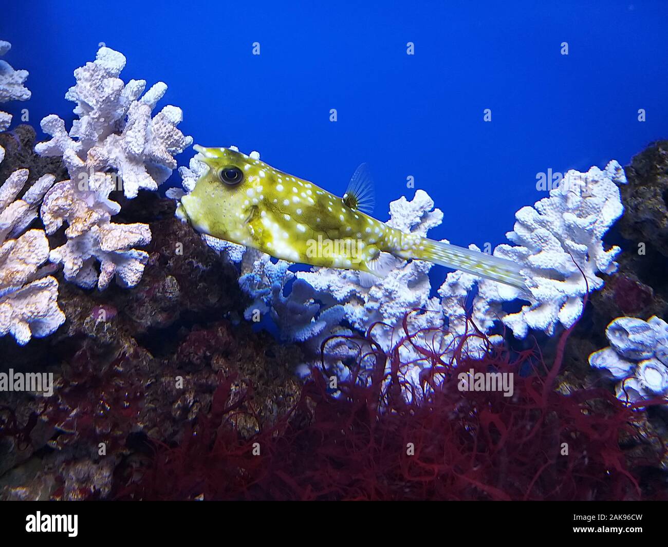yellow fish sea cow swims among algae close-up Stock Photo - Alamy