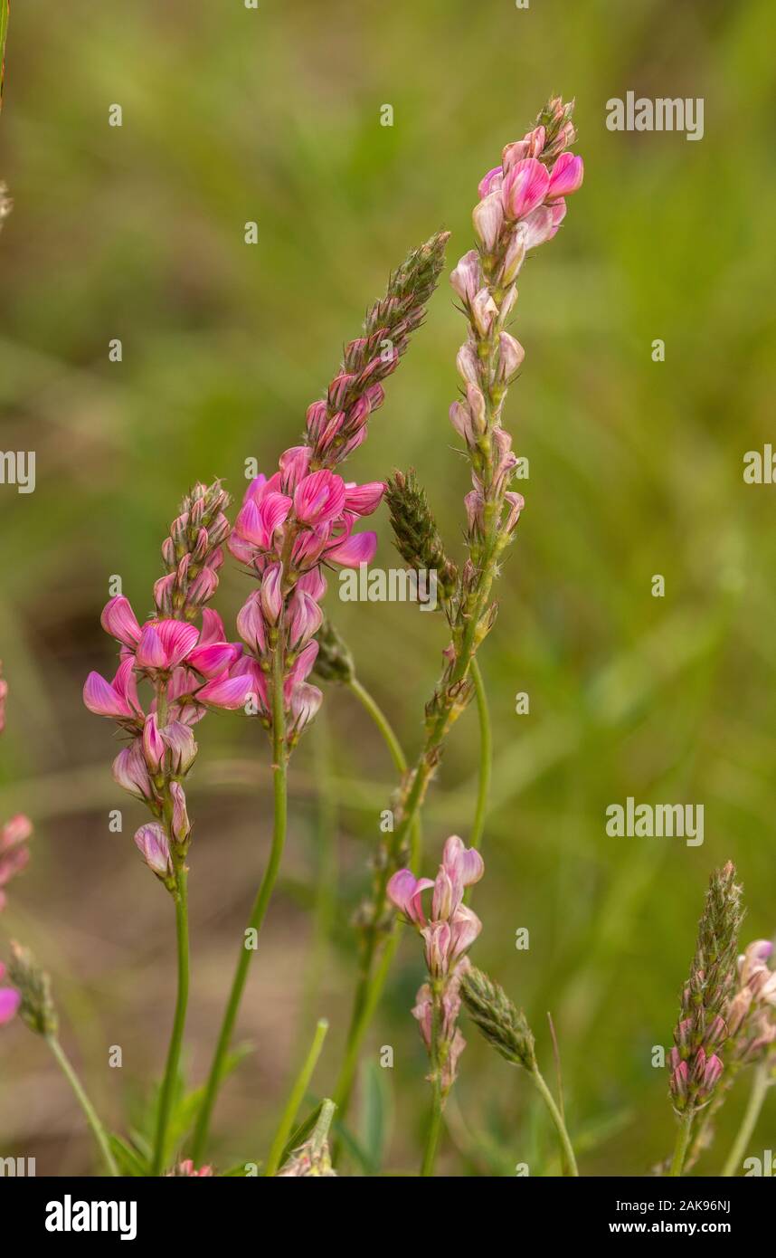 Legume crop hi-res stock photography and images - Alamy