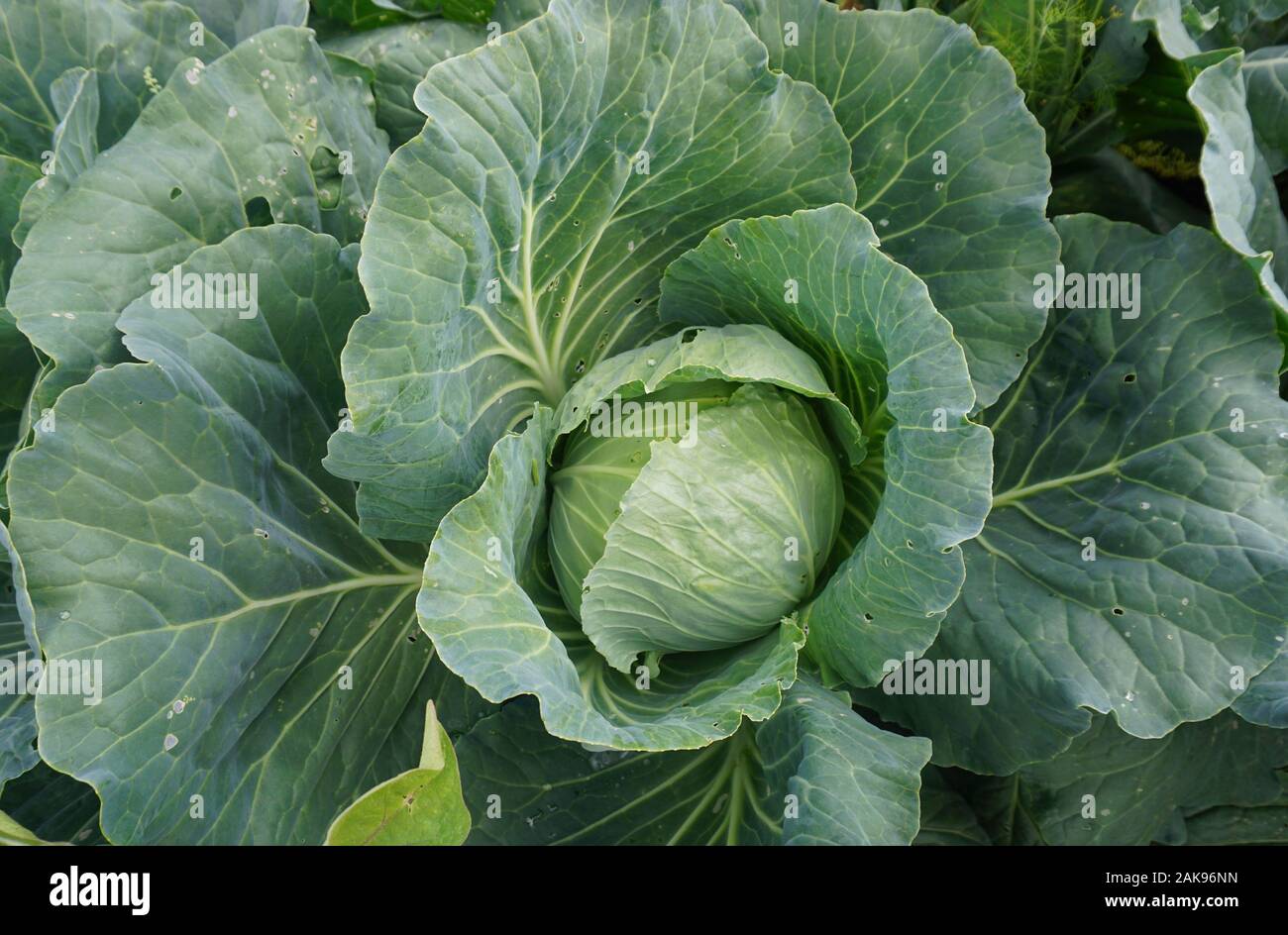 Big Cabbage White High Resolution Stock Photography and Images - Alamy