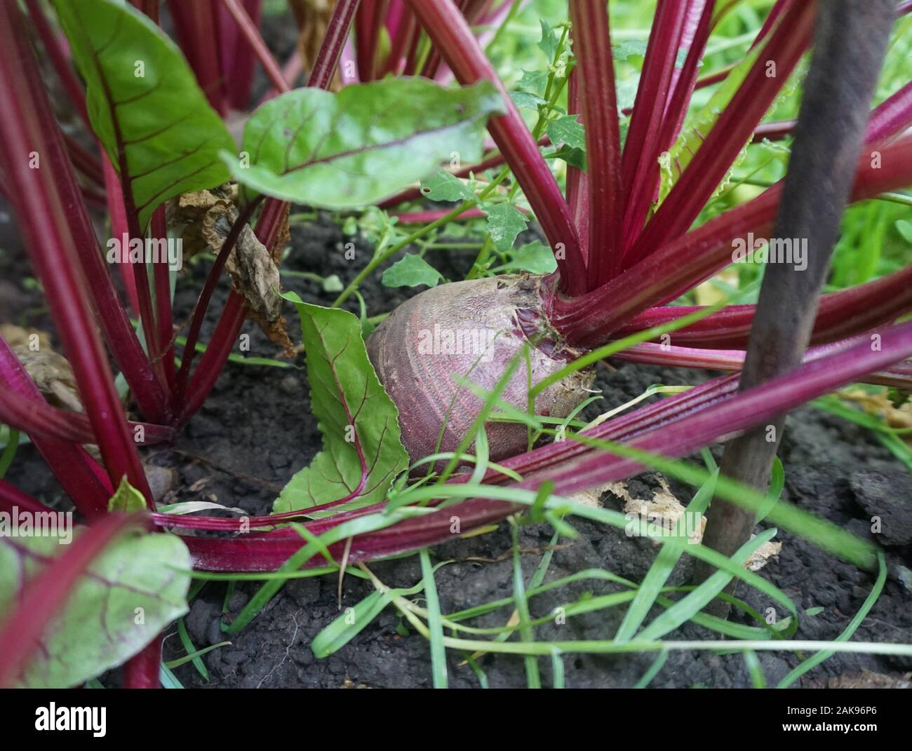 Beet root, soil hi-res stock photography and images - Alamy