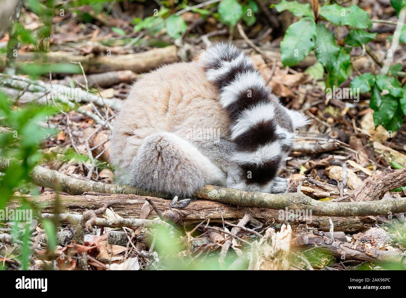 Lemur feet hi-res stock photography and images - Alamy