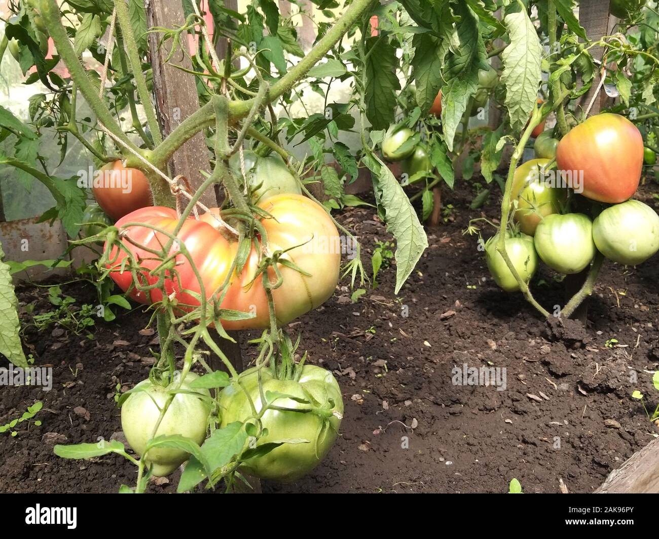 Large tomatoes grow in hi-res stock photography and images - Alamy