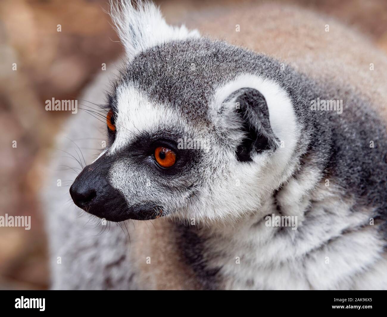 Lemur catta snout hi-res stock photography and images - Alamy
