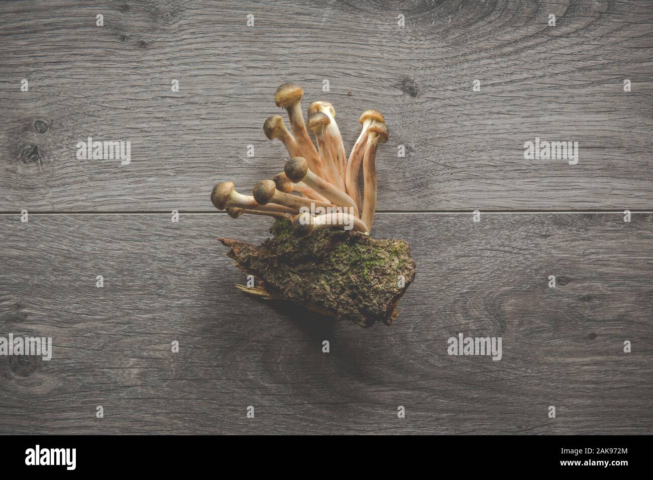 Chiodini High Resolution Stock Photography and Images - Alamy