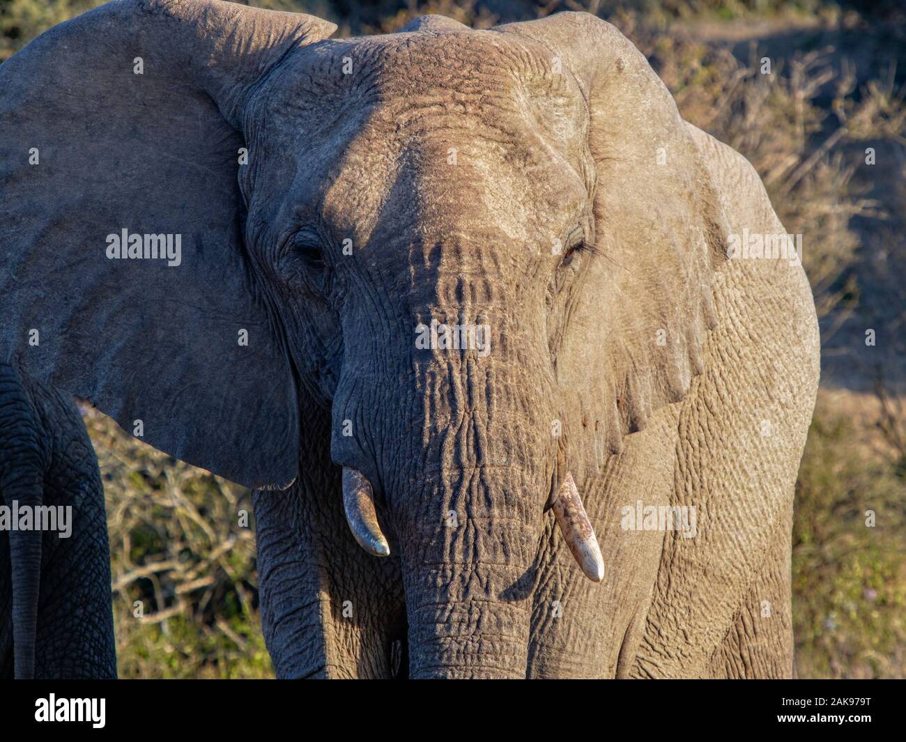 Close up of an African Elephant in the late afternoon sun. Western Cape ...