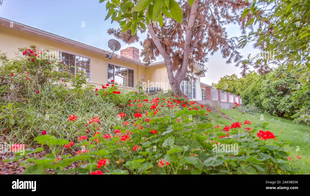 Panorama frame Green plants with red flowers in Fallbrook home Stock ...