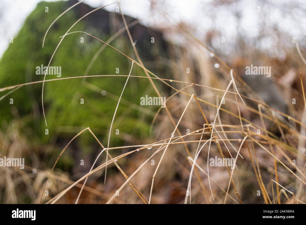 Dry grass detail with drops of water with stone covered with green musk ...