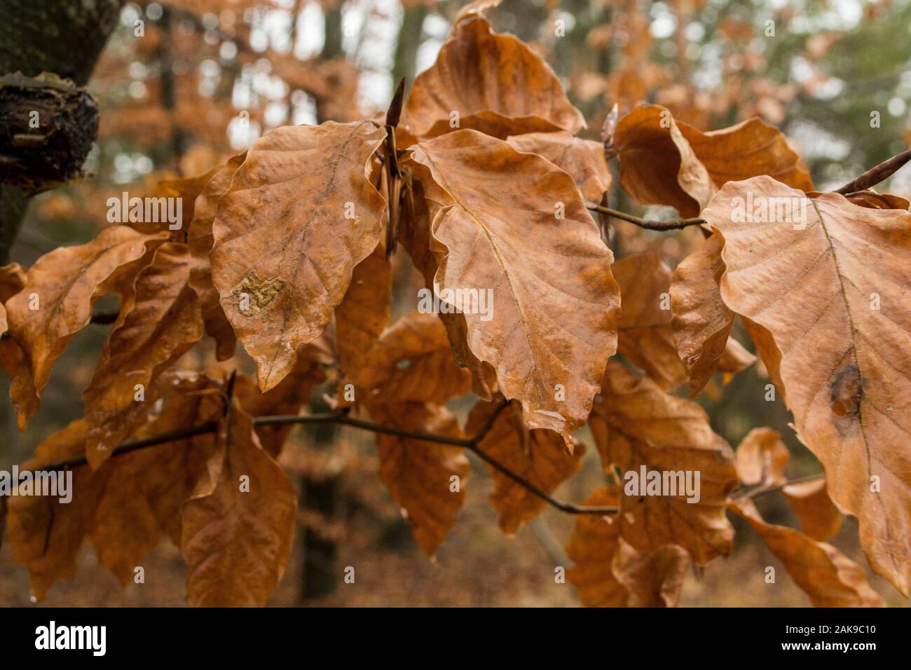 Brown Trees With Leaves