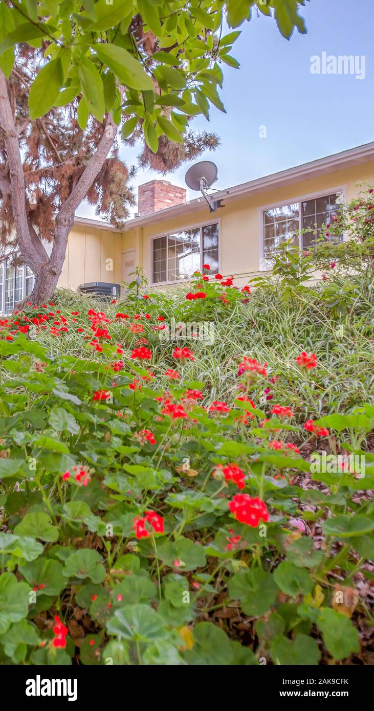 Vertical Green plants with red flowers in Fallbrook home Stock Photo ...