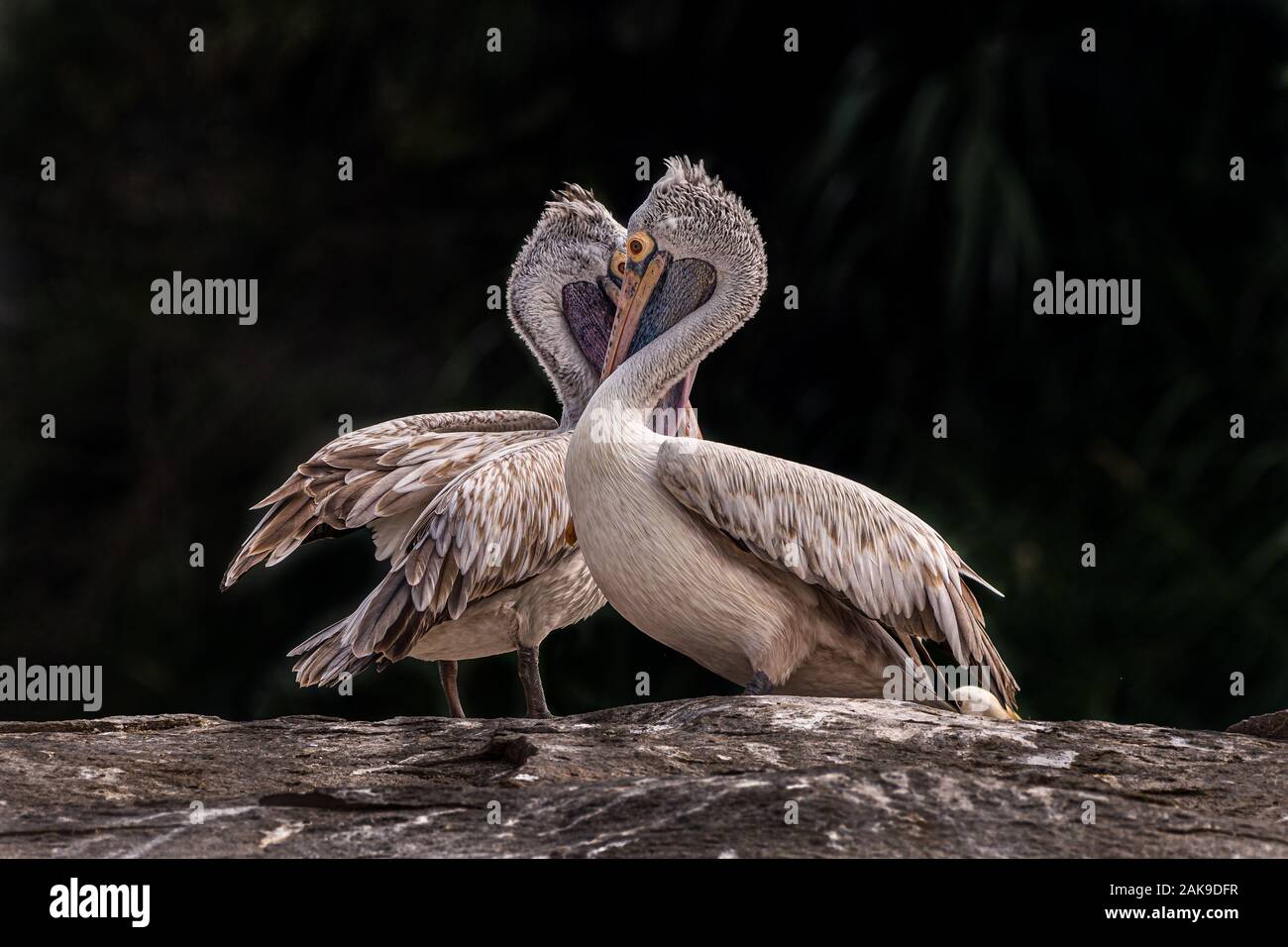 Love in the Wild!! Stock Photo - Alamy