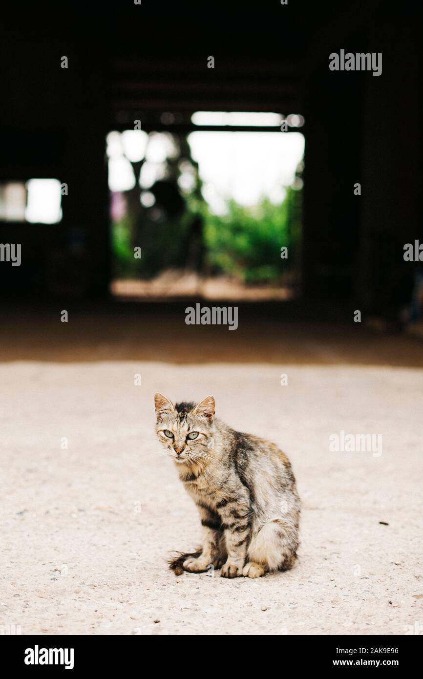 Portrait of a cat in a farm Stock Photo - Alamy