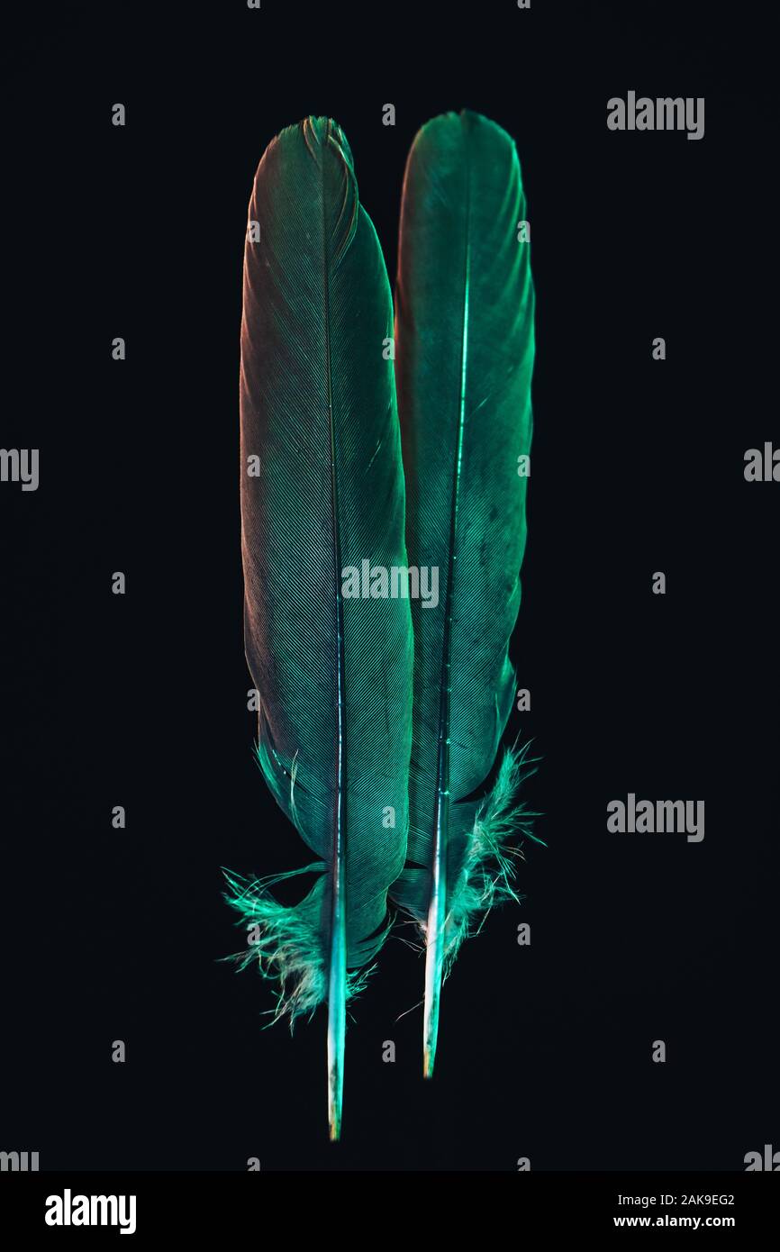 Beautiful gray Bird feather with color light pattern for design texture ...