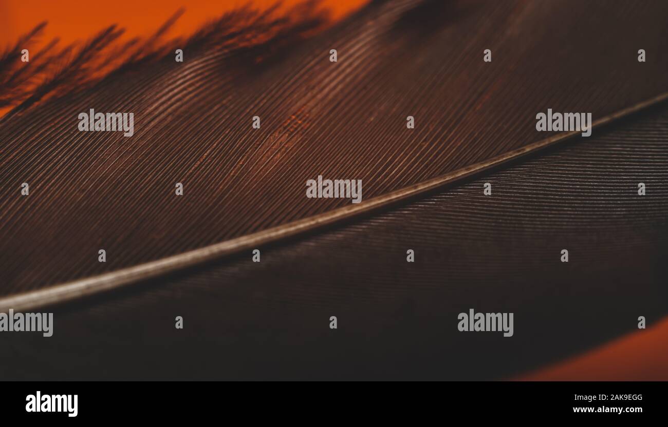 Close up Beautiful duck Bird feather pattern background for design ...