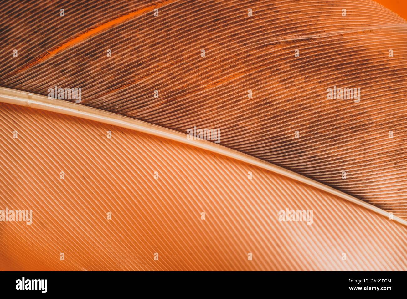 Close up Beautiful duck Bird feather pattern background for design ...