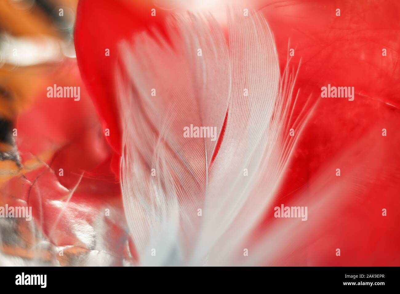 Close up Beautiful white Bird feather pattern background for design ...