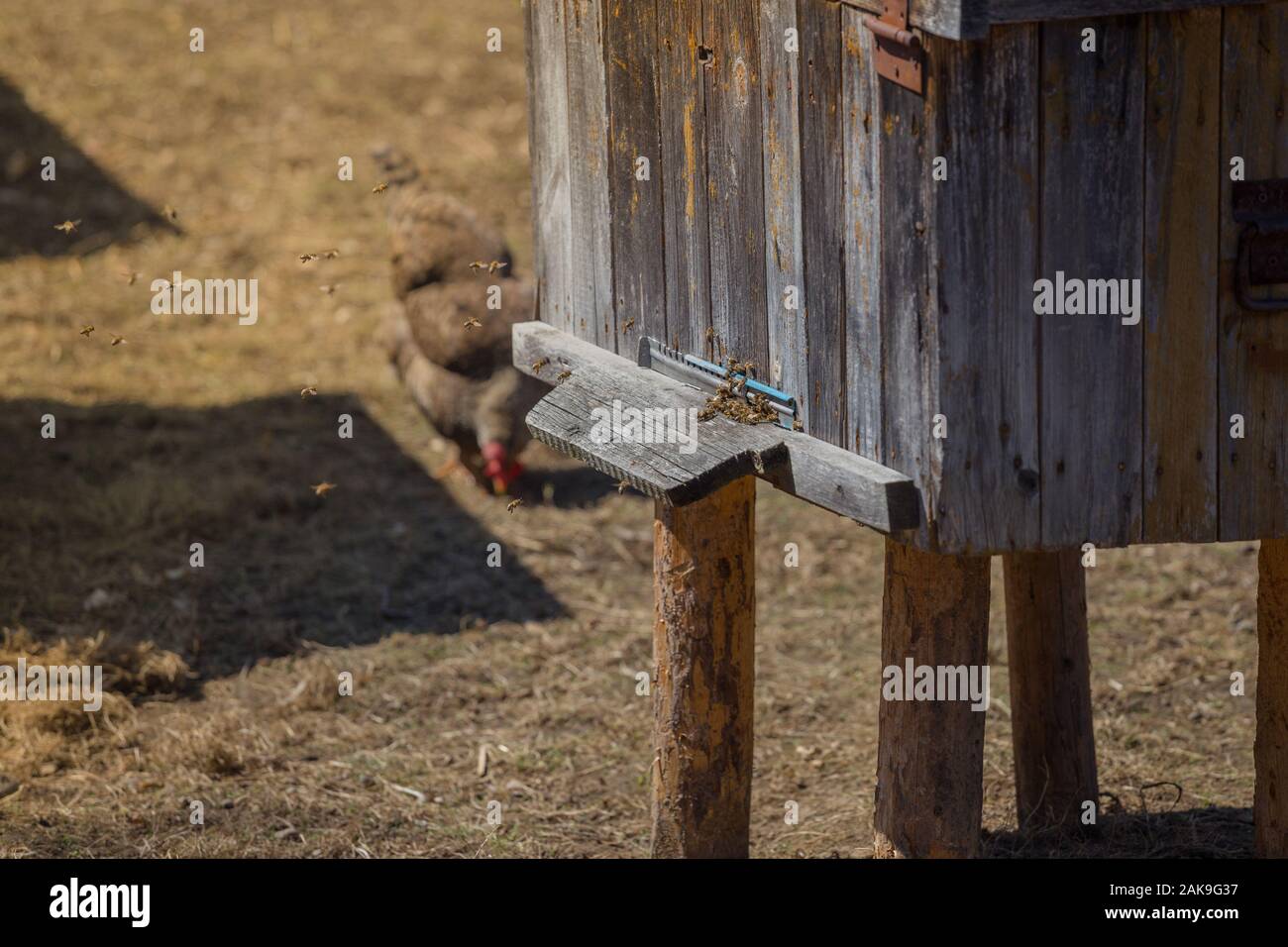 Swarm of bees working in the hive. Wild nature group insect. Bee houses ...
