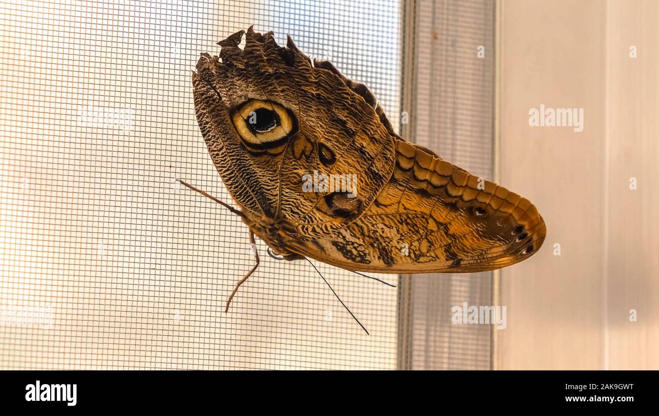 Pano frame Close up of a yellow and black butterfly against a mesh wire ...