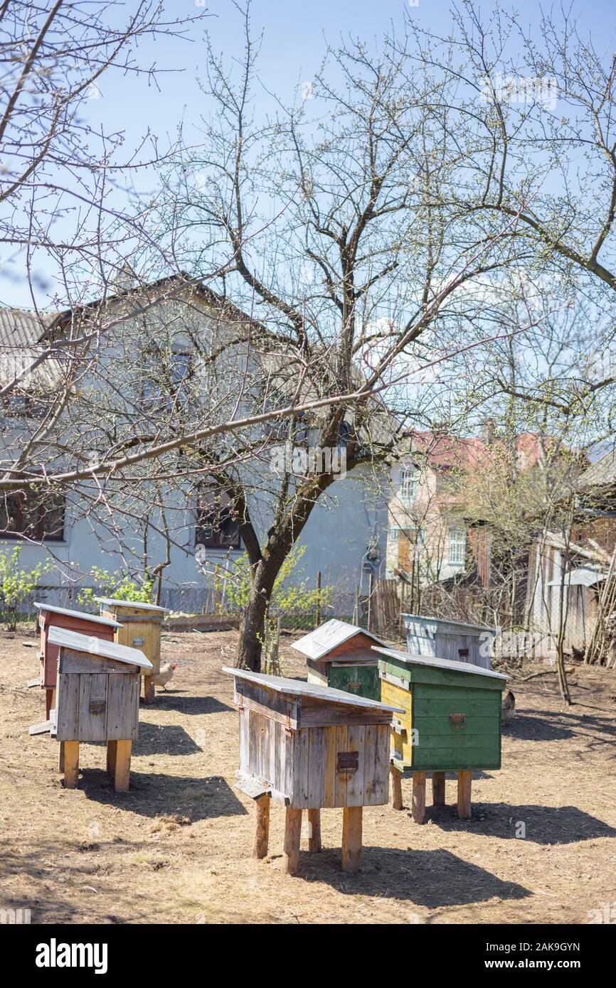 Swarm of bees working in the hive. Wild nature group insect. Bee houses ...