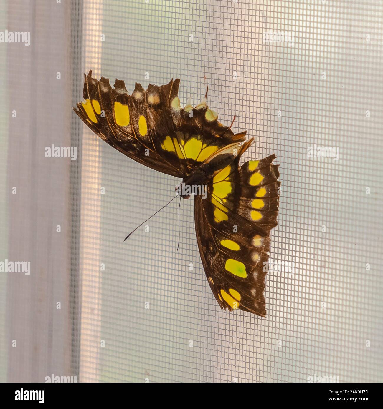 Square Close up view of a beautiful butterfly against a wire mesh ...