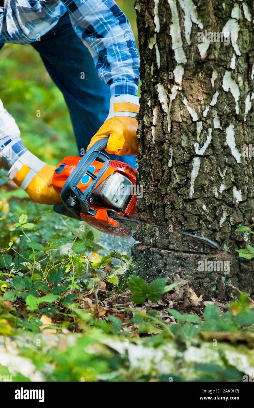 Cutting birch firewood chainsaw hi-res stock photography and images - Alamy