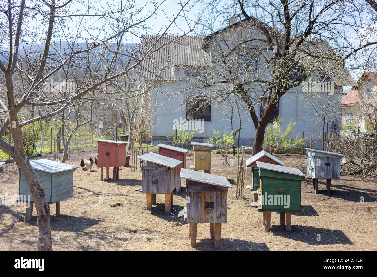 Swarm of bees working in the hive. Wild nature group insect. Bee houses ...