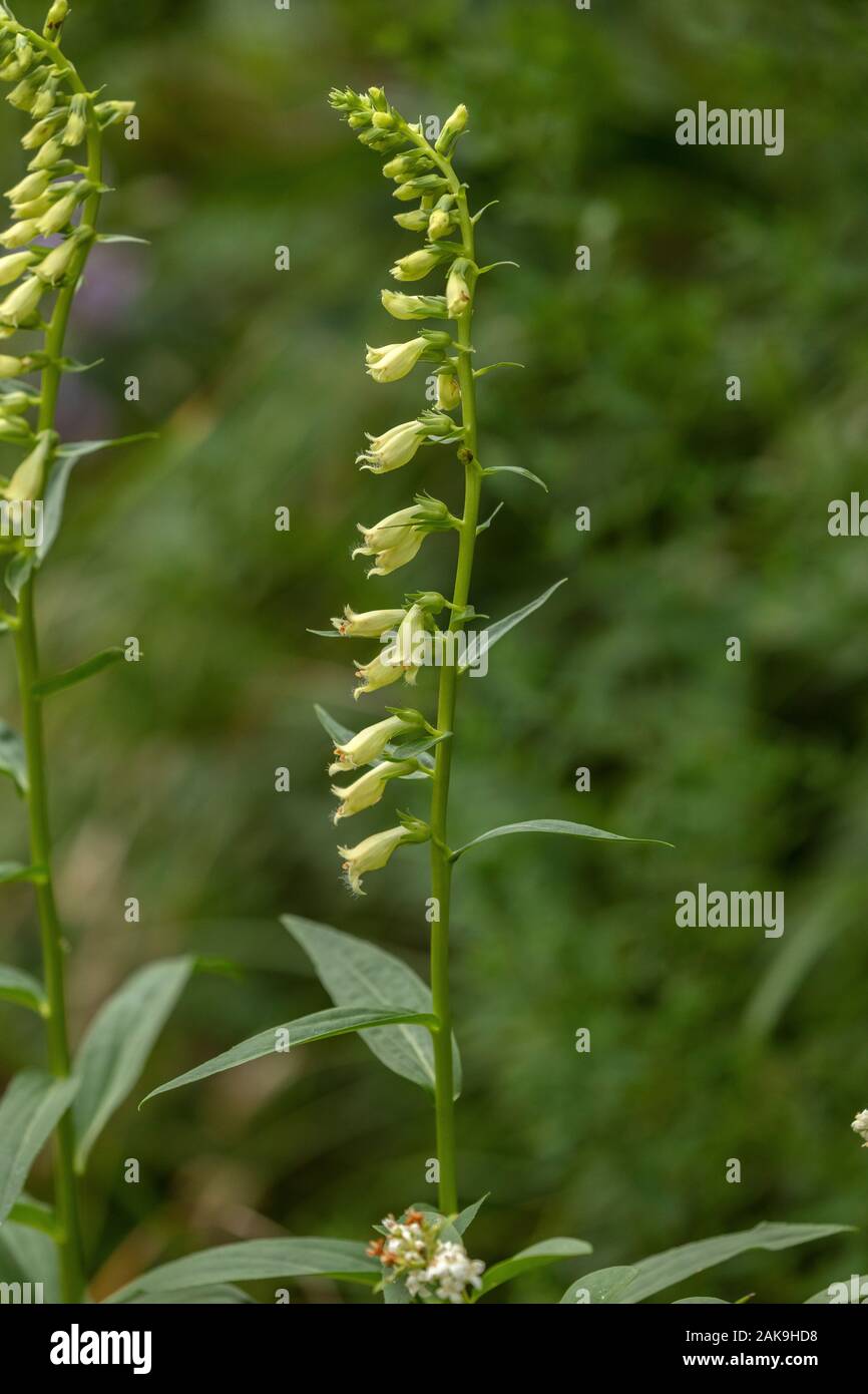 Digitalis Lutea High Resolution Stock Photography and Images - Alamy