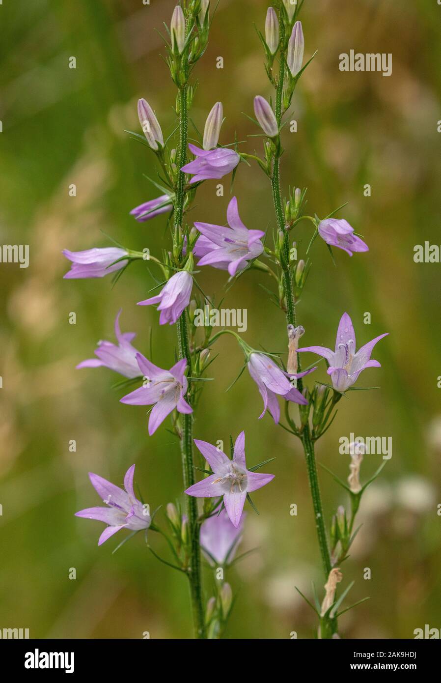 Rampion bellflower, Campanula rapunculus in flower in meadow. France ...