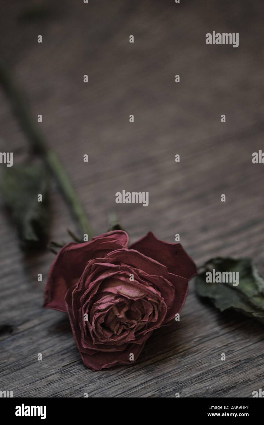 withered red rose on wooden floor Stock Photo - Alamy