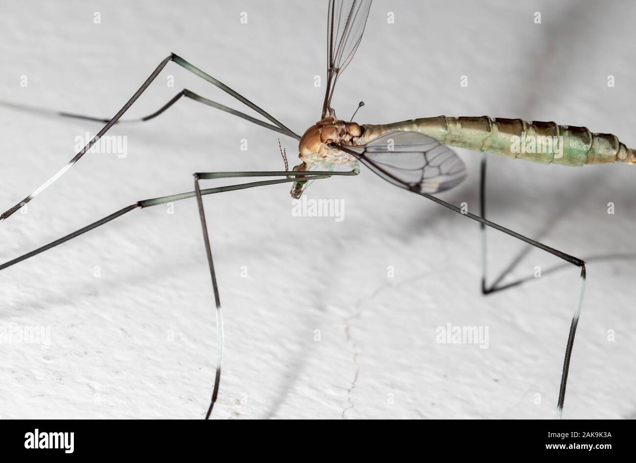 Macro Photography of Crane Fly on White Floor Stock Photo - Alamy