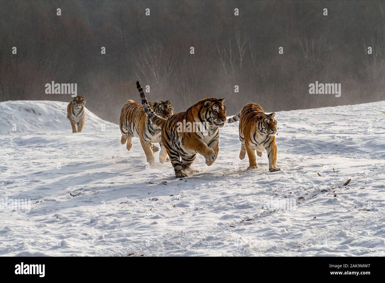 Siberian tigers in the tiger conservation park in Hailin, Heilongjiang ...