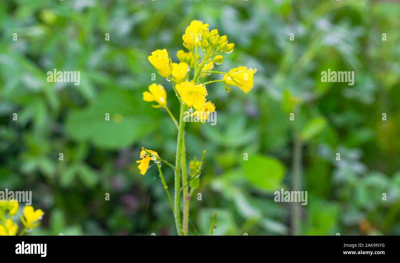 India punjab wheat fields hi-res stock photography and images - Alamy