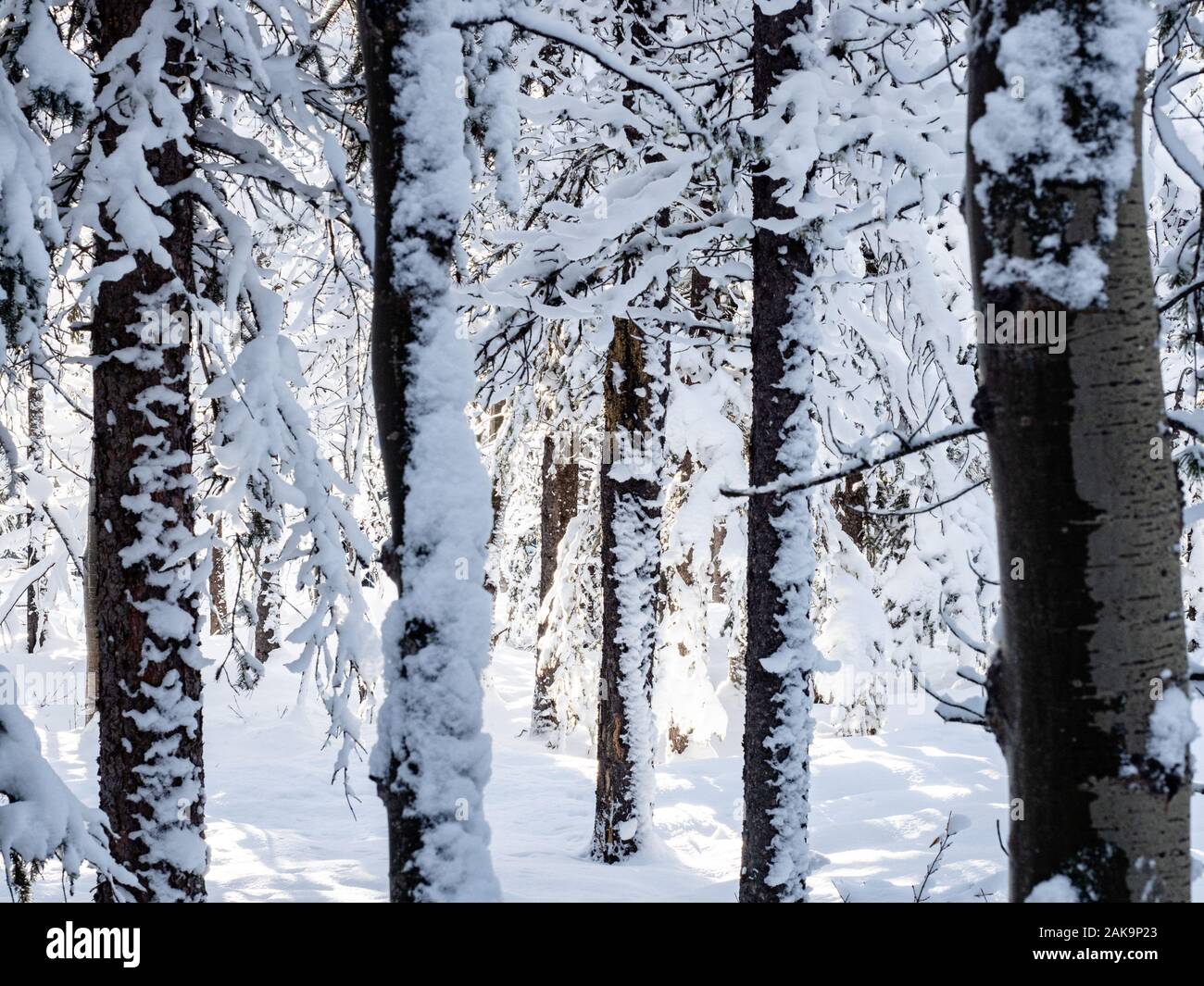 Trees covered with snow during the day Stock Photo - Alamy