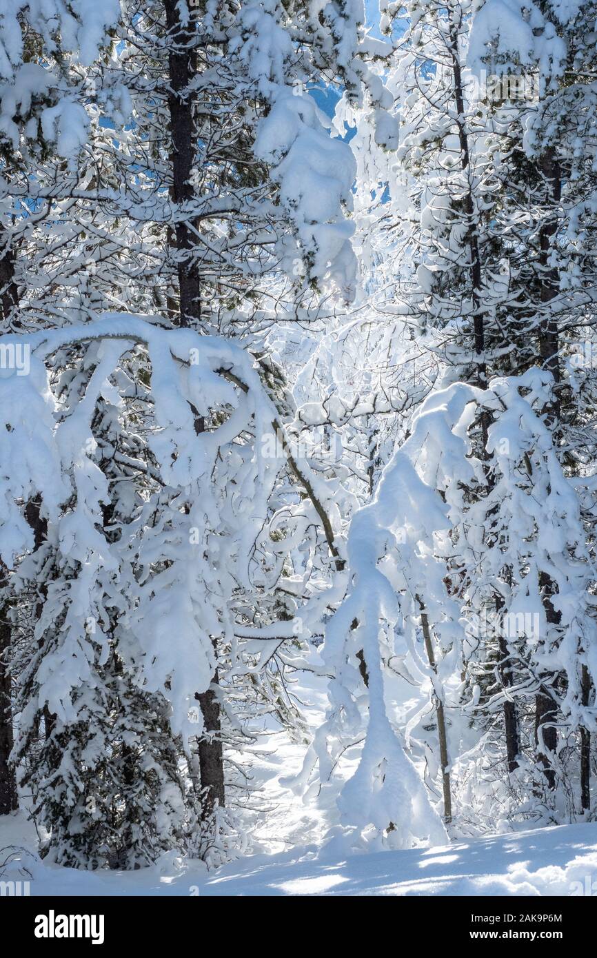 Birch forest during snowfall hi-res stock photography and images - Alamy