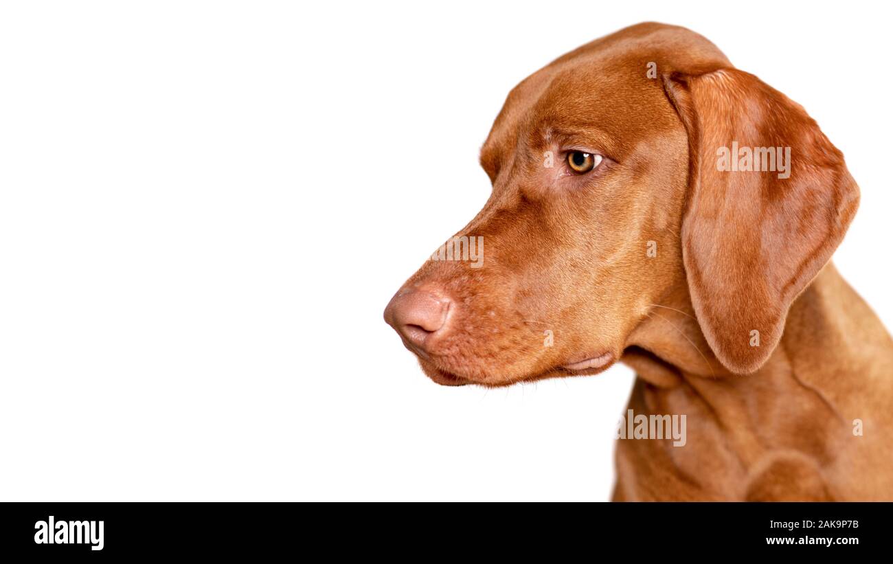Beautiful young male magyar vizsla dog studio portrait. Vizsla pointer ...