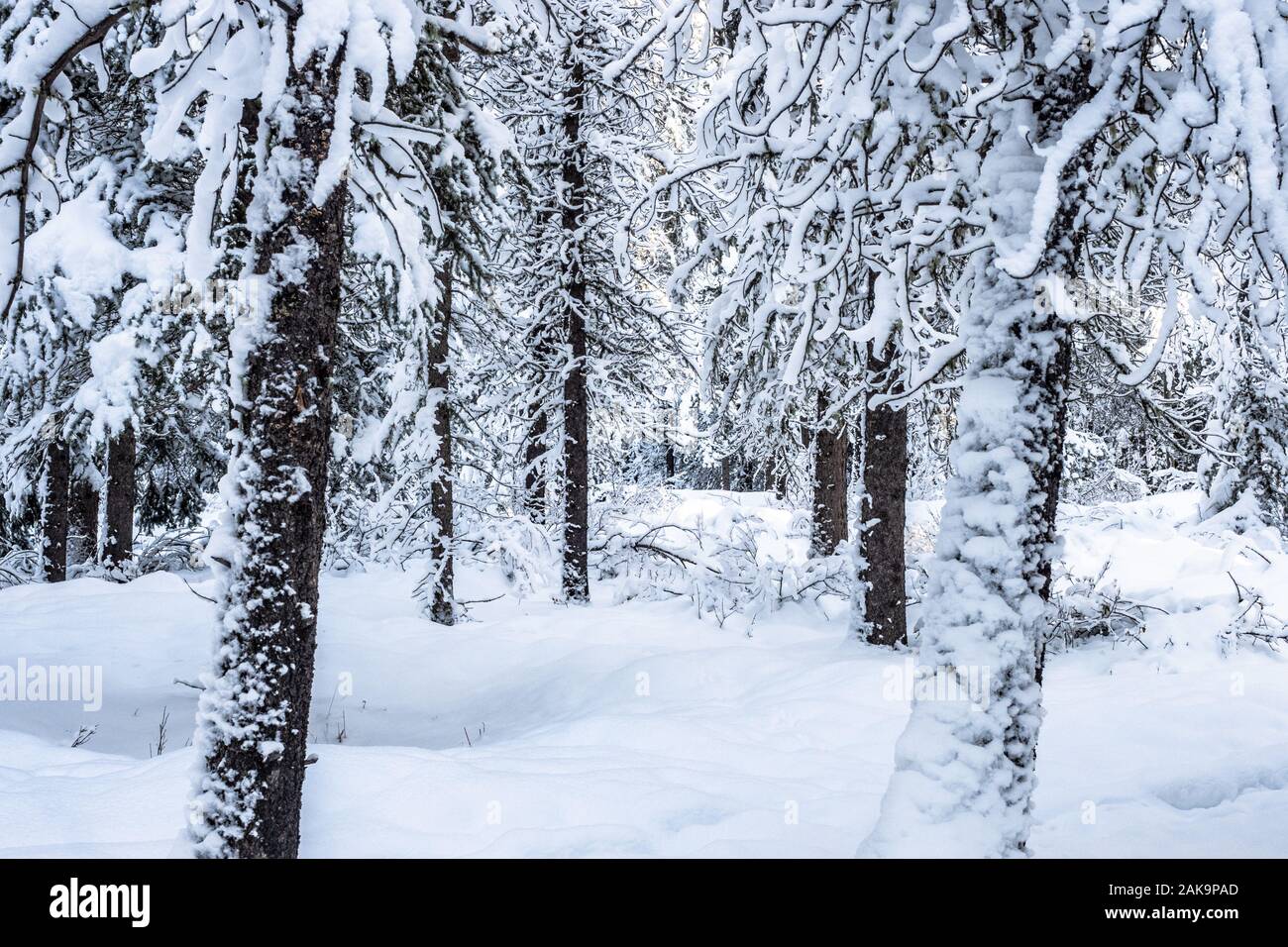Snow covered vegetation during winter hi-res stock photography and ...