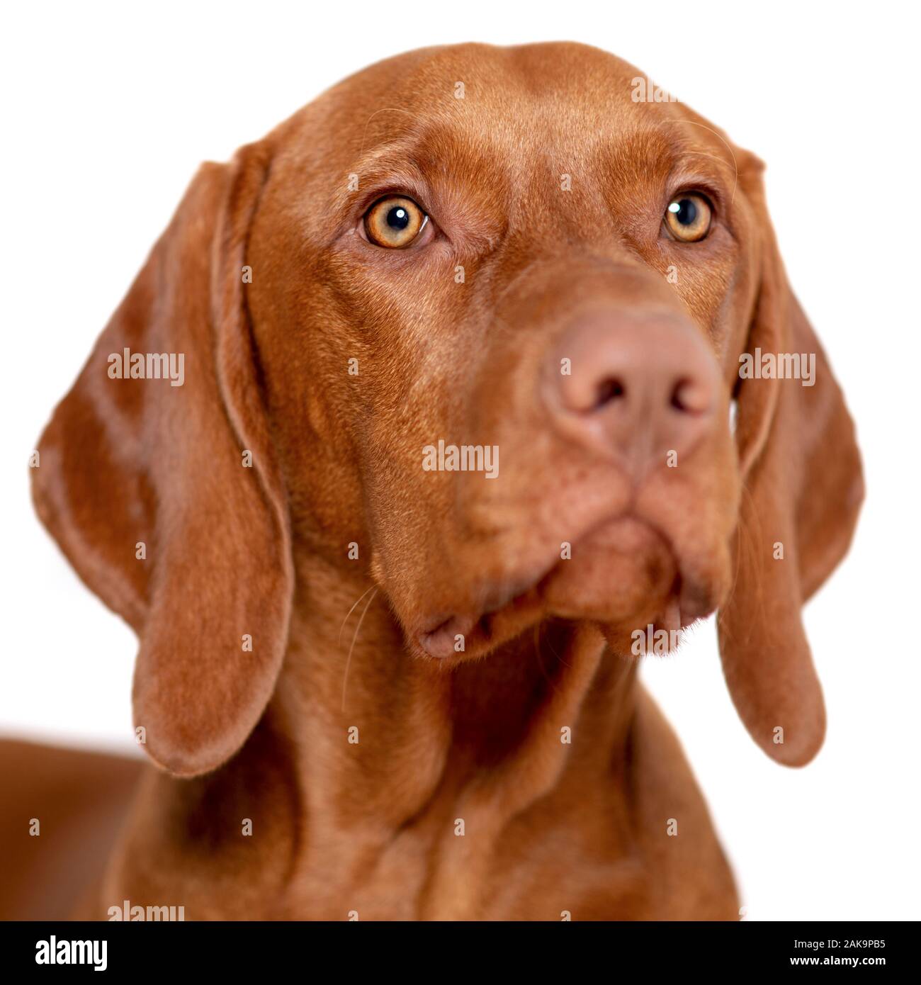Beautiful young male magyar vizsla dog studio portrait. Vizsla pointer ...