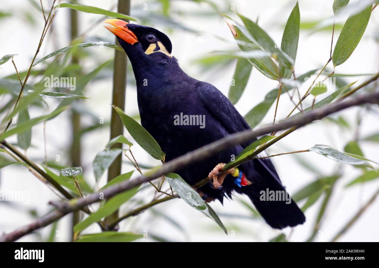 Marlow, Germany. 08th Jan, 2020. In the bird park the Beo "Bea" sits on ...