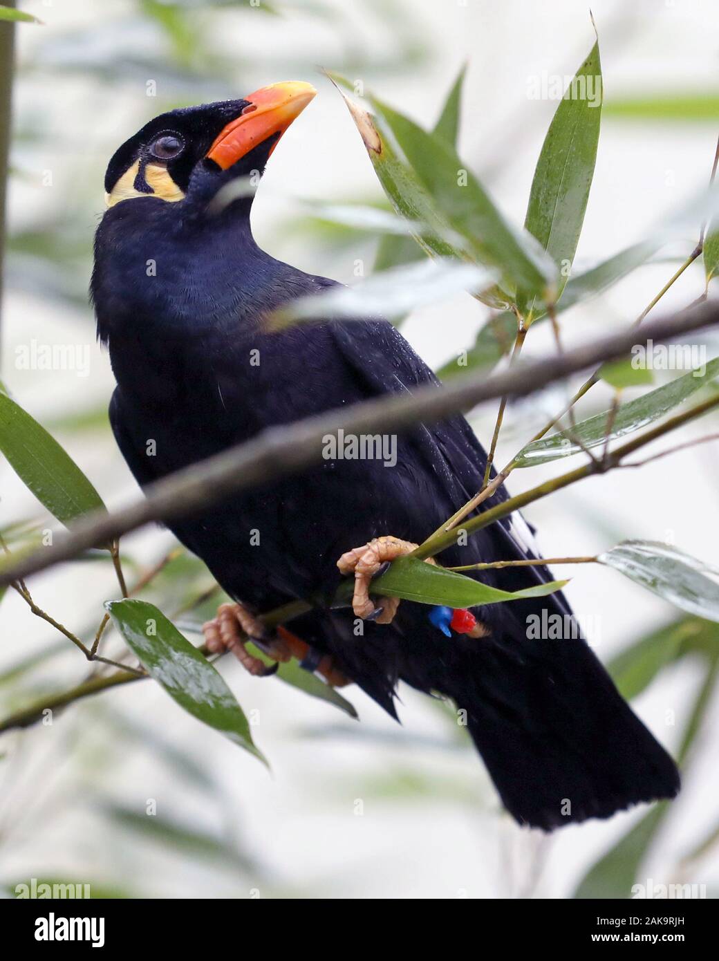 Marlow, Germany. 08th Jan, 2020. In the bird park the Beo "Bea" sits on ...