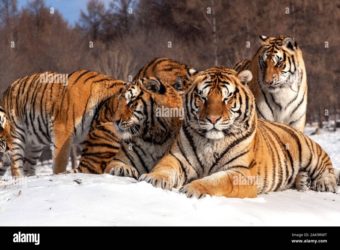 Siberian tigers in the tiger conservation park in Hailin, Heilongjiang ...