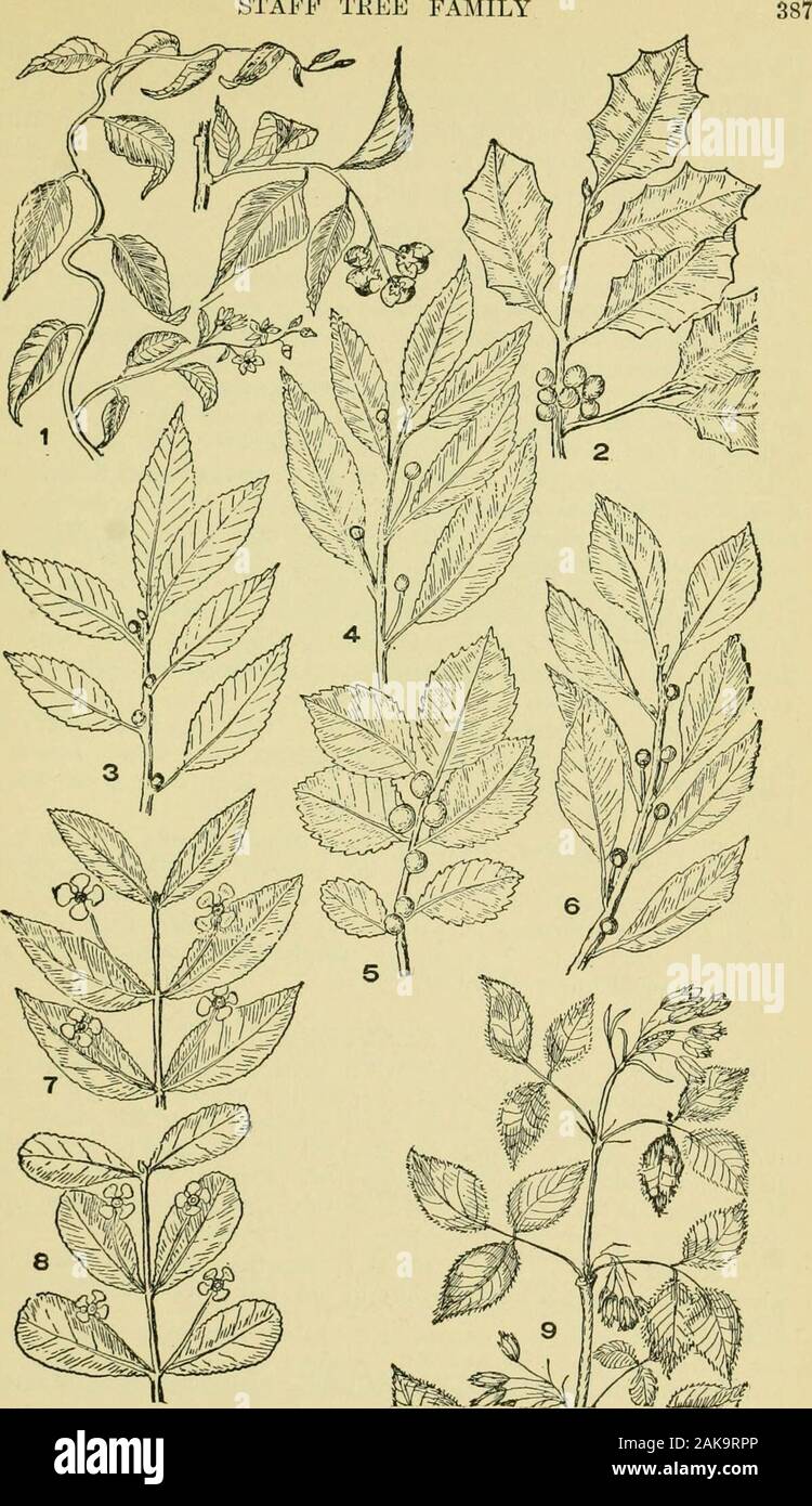 Pear shaped leaves hi-res stock photography and images - Alamy