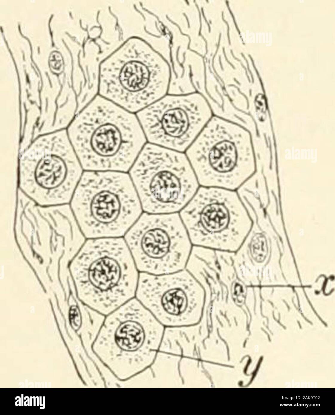 Textbook of normal histology: including an account of the development ...