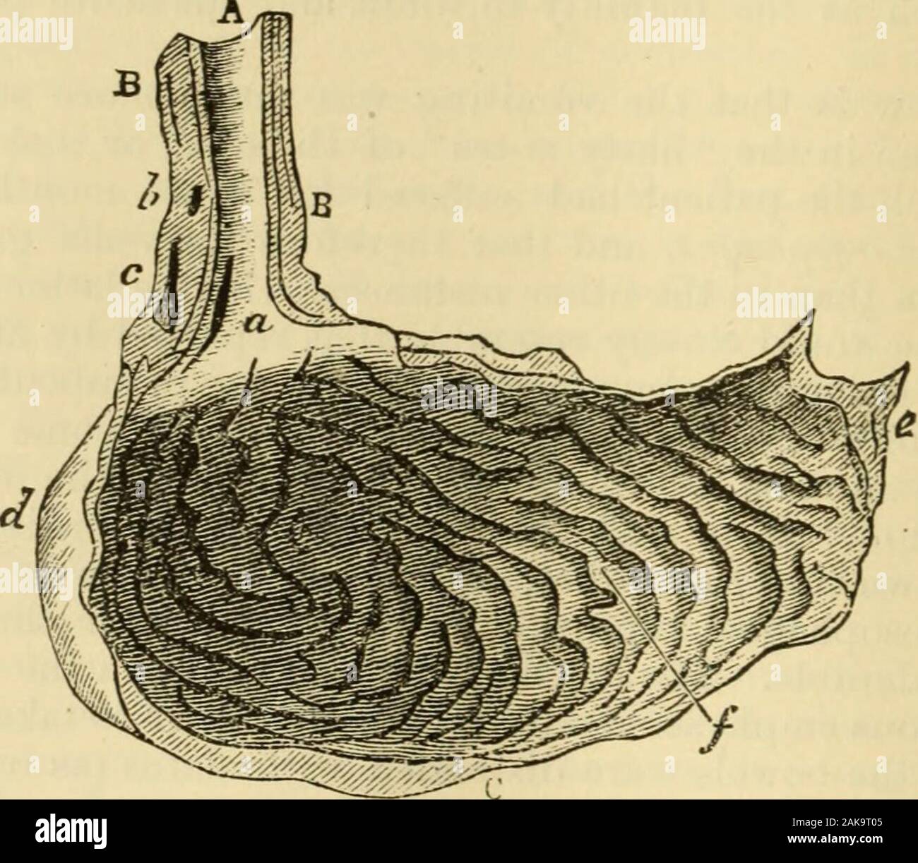 Epigastric pain hi-res stock photography and images - Alamy
