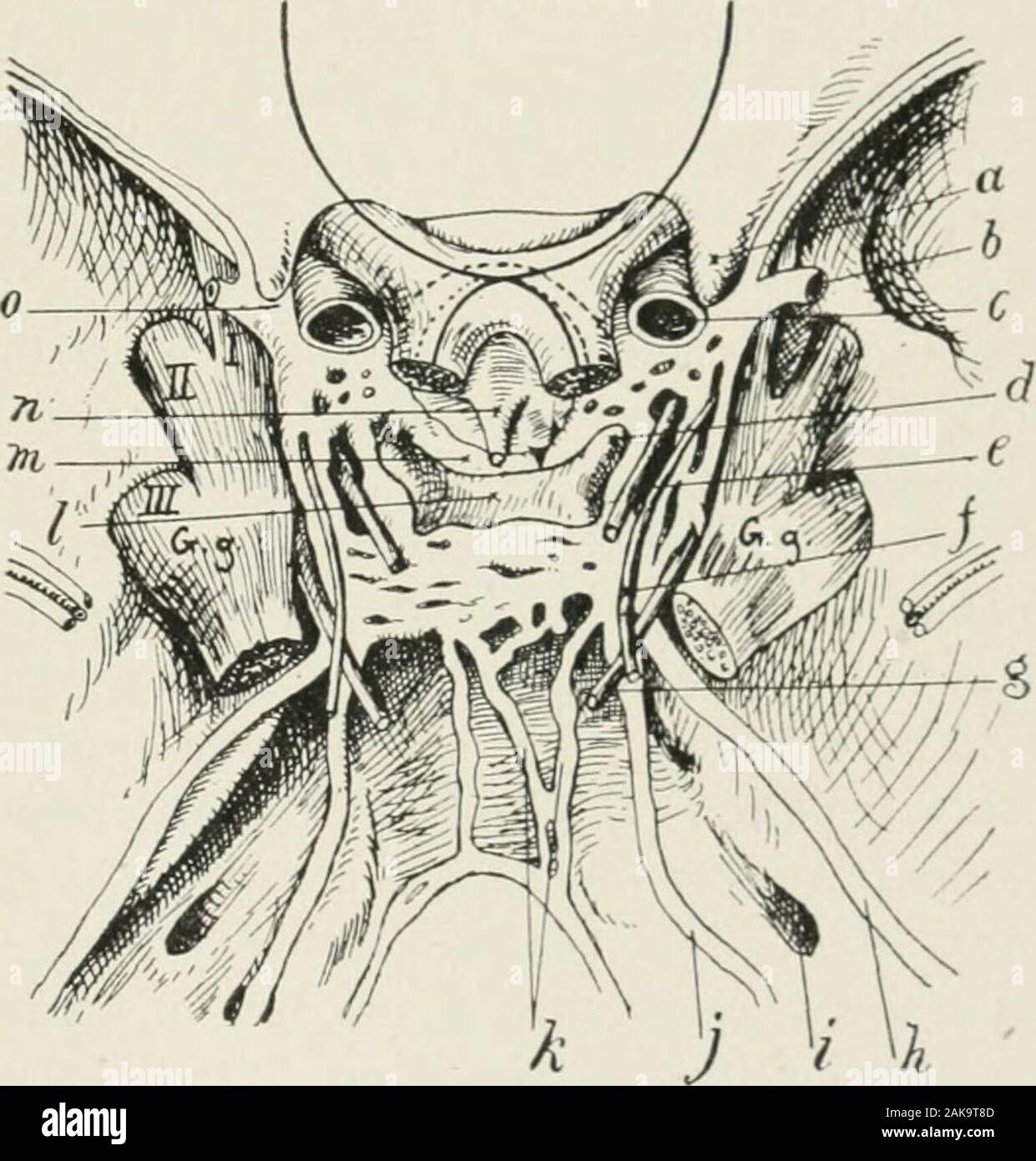 Transverse section of a human eye hi-res stock photography and images ...