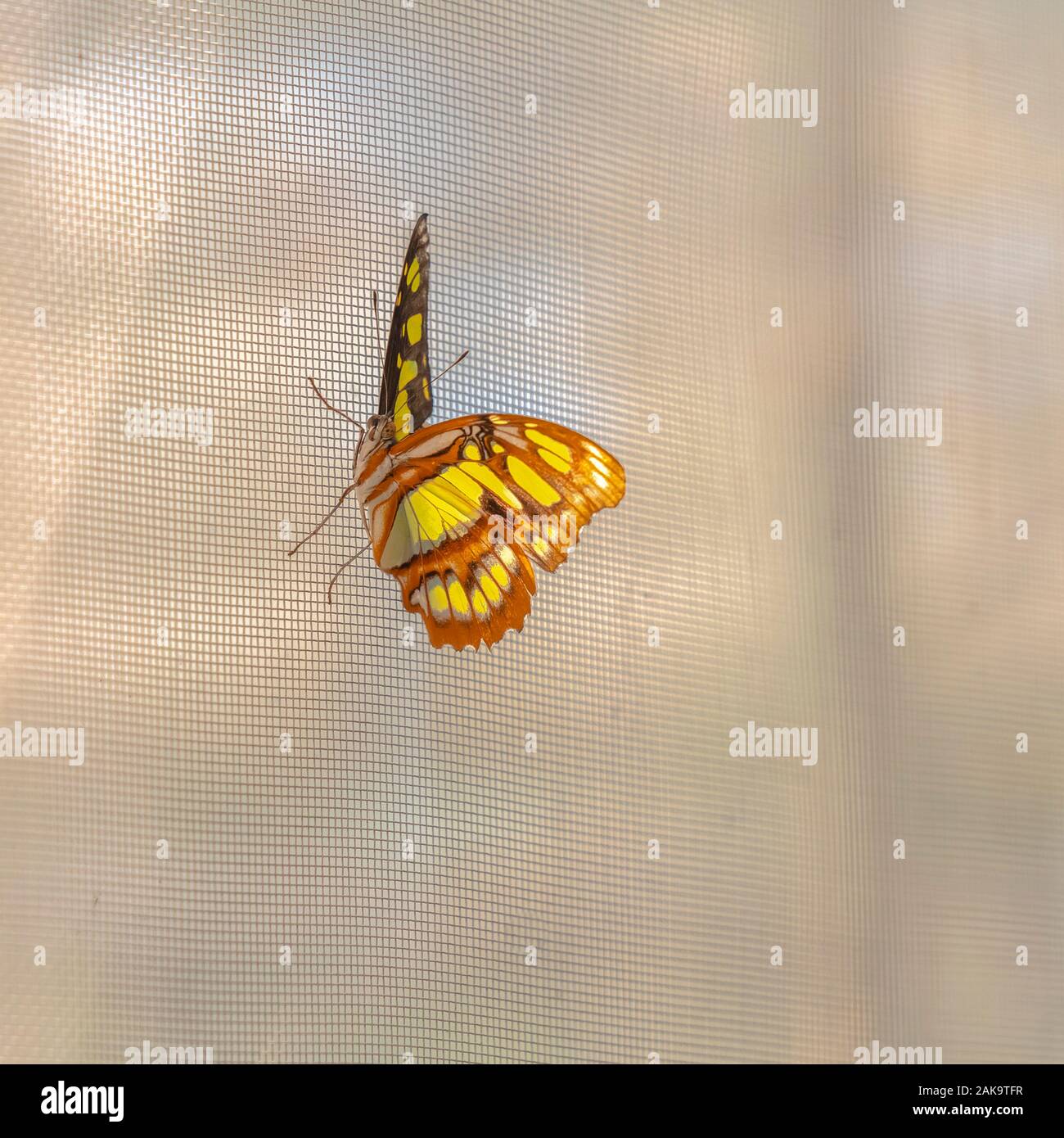 Square frame Beautiful butterfly with yellow black and brown wings ...