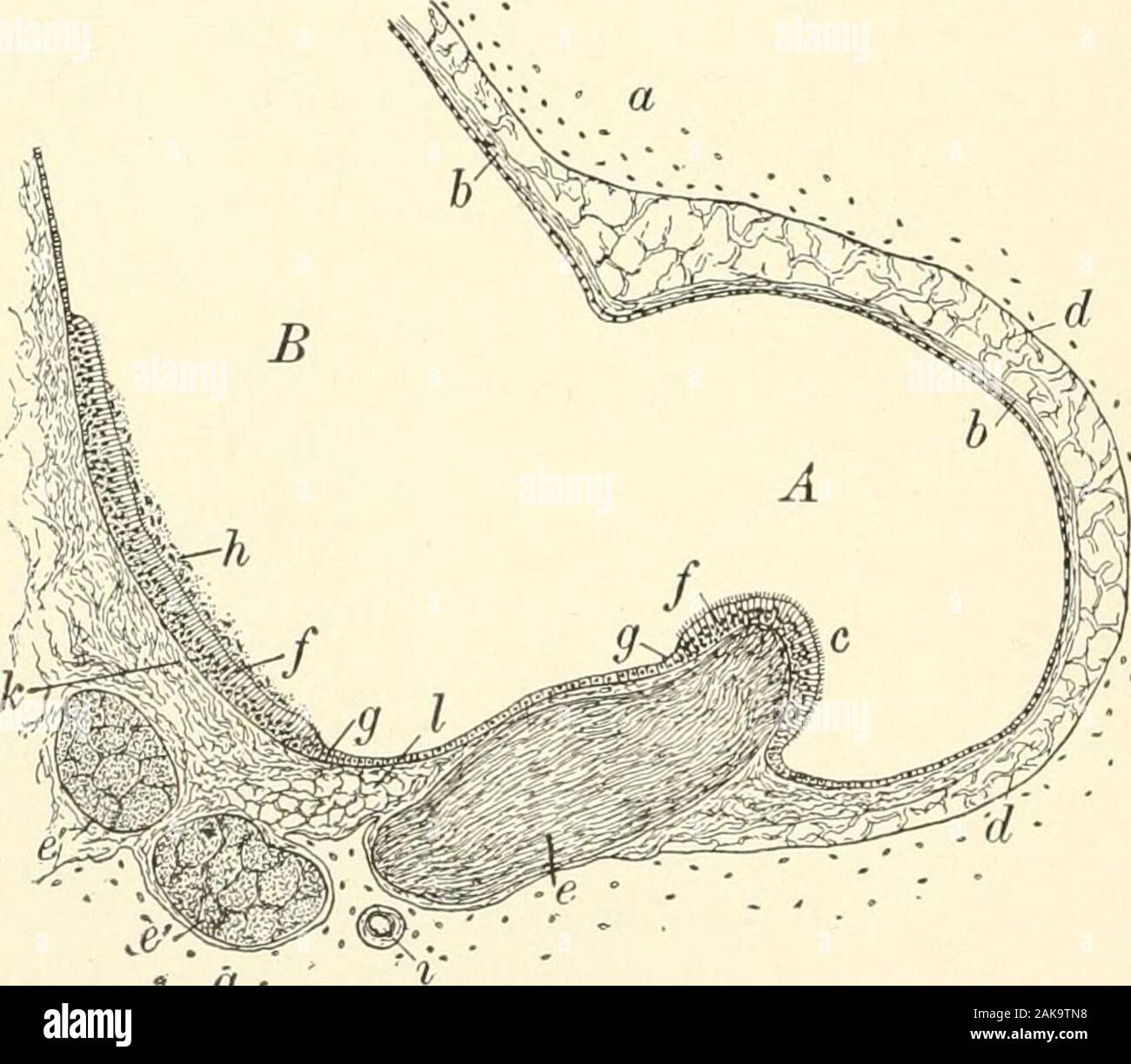 Utricle Histology Diagram