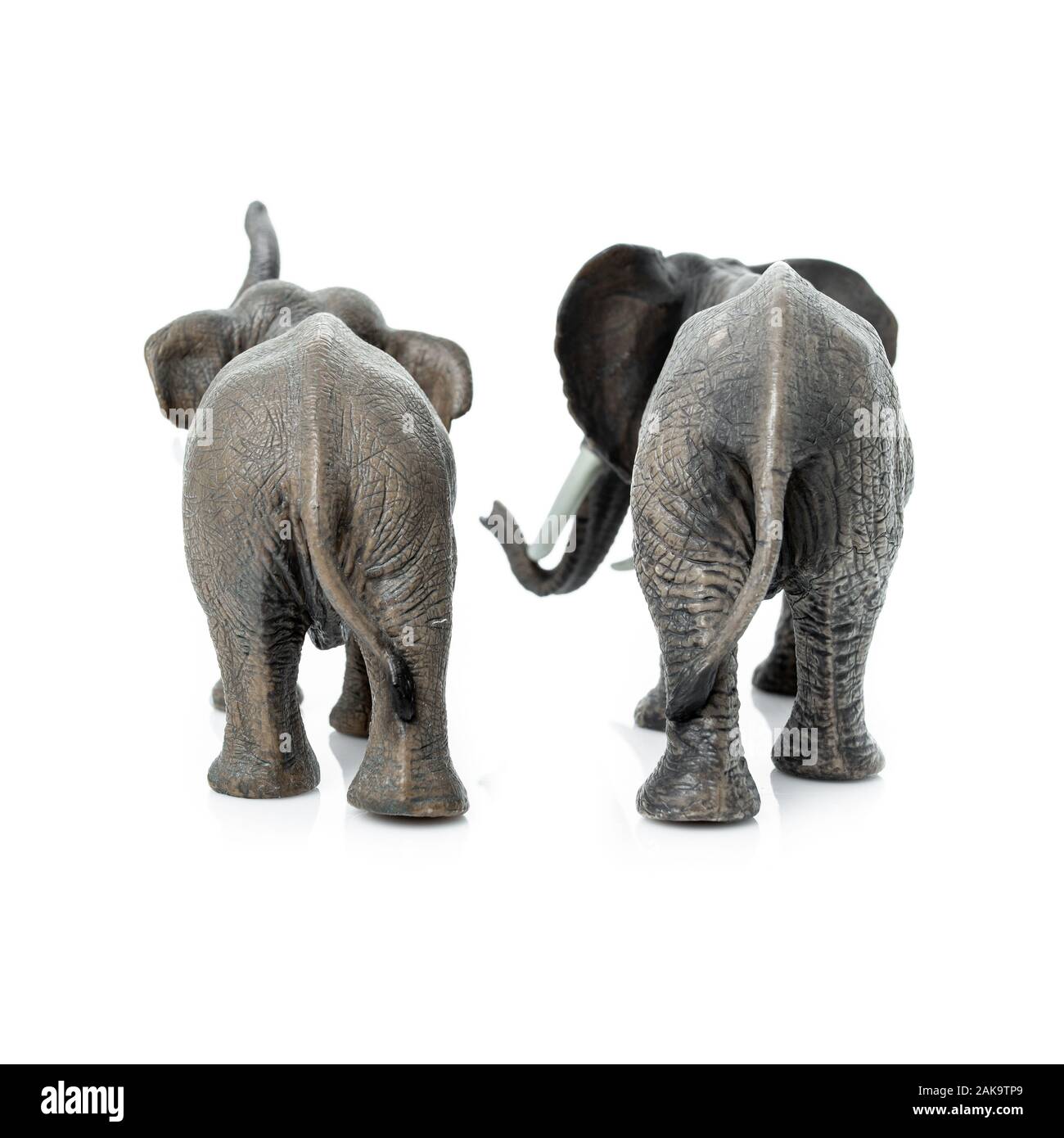 elephant isolated on a white background Stock Photo - Alamy