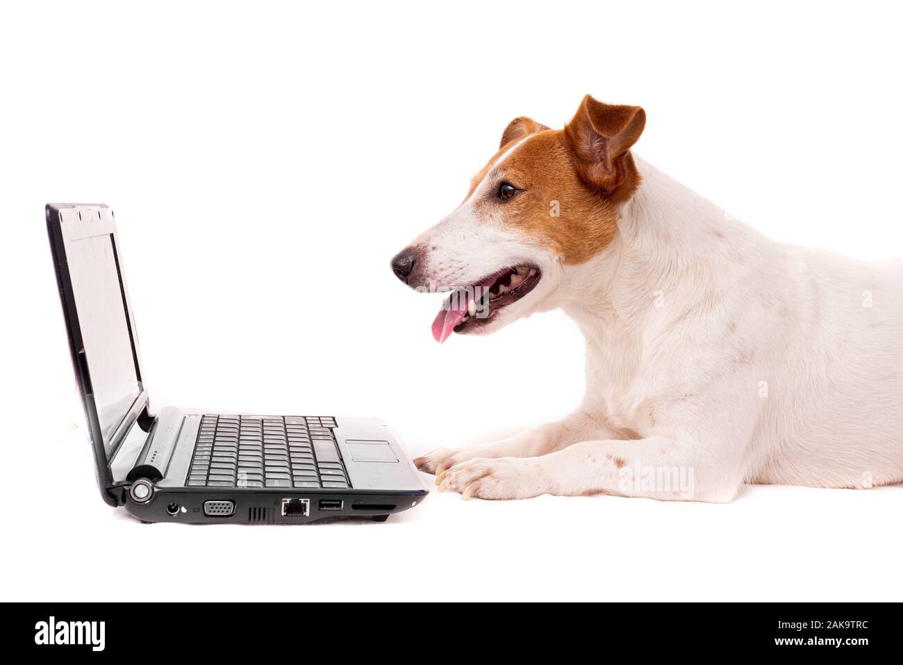 Smart dog with glasses computer hi-res stock photography and images - Alamy