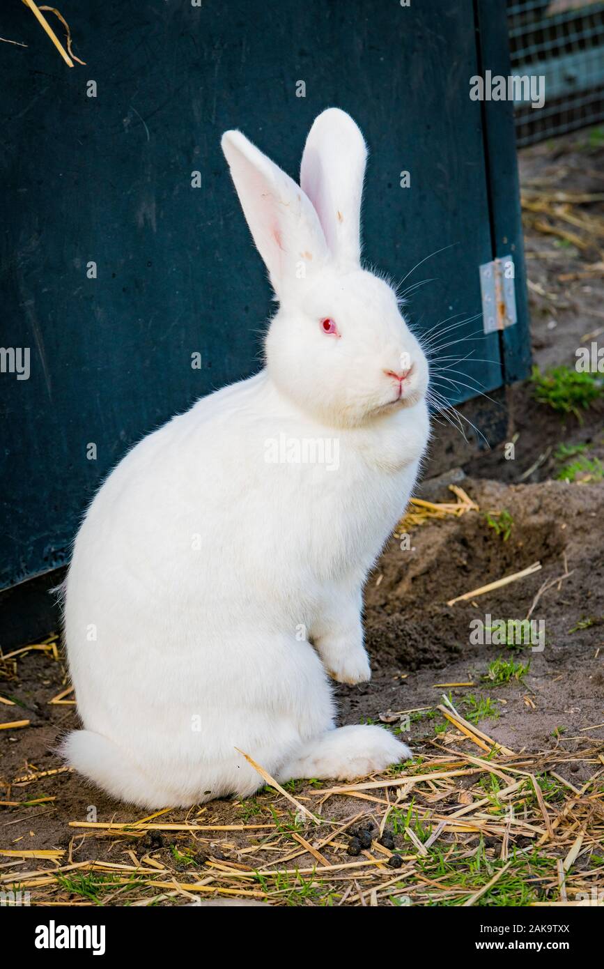 white rabbit playing in the garden Stock Photo - Alamy