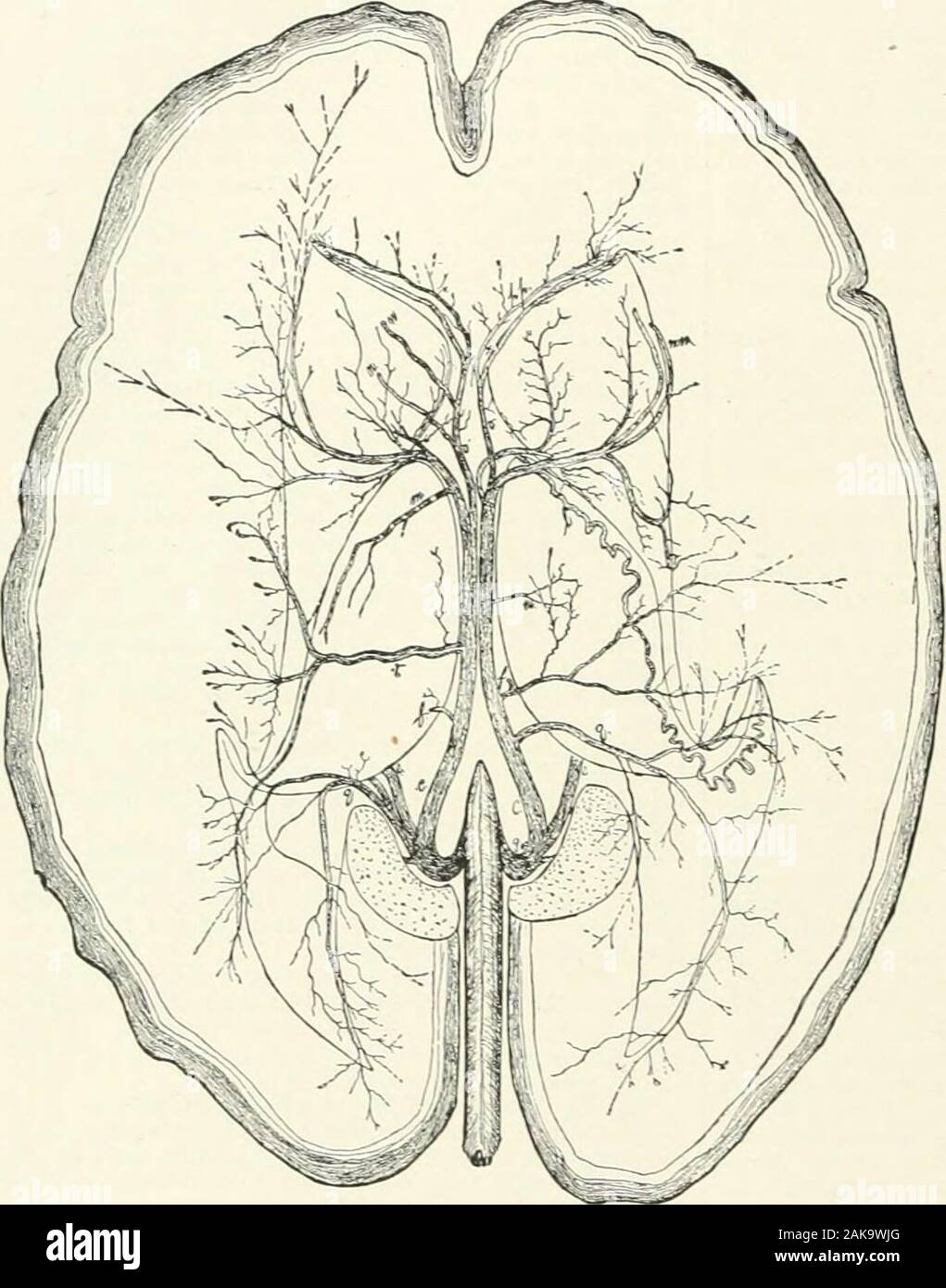 Subtentorial hi-res stock photography and images - Alamy